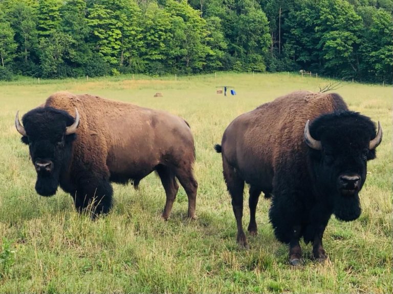 Home | Grass Fed Bison Meat Near Me | Ontario